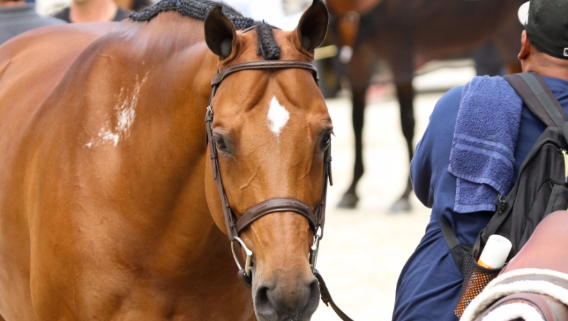 Final Scenes From Devon: Back at the Barn with Kentucky Performance ...