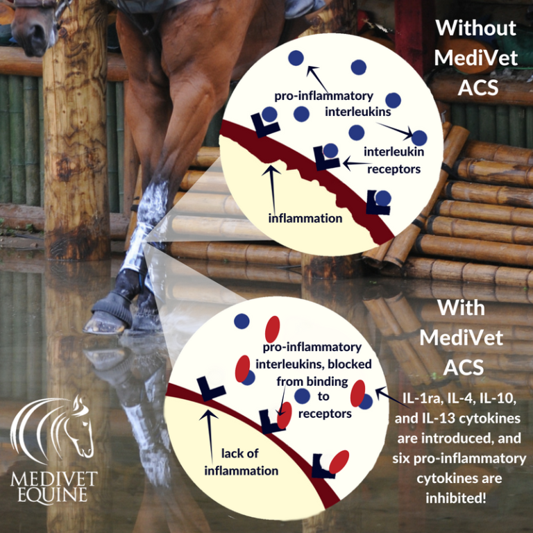 Understanding Inflammation in Horses – & How MediVet ACS Counters It ...
