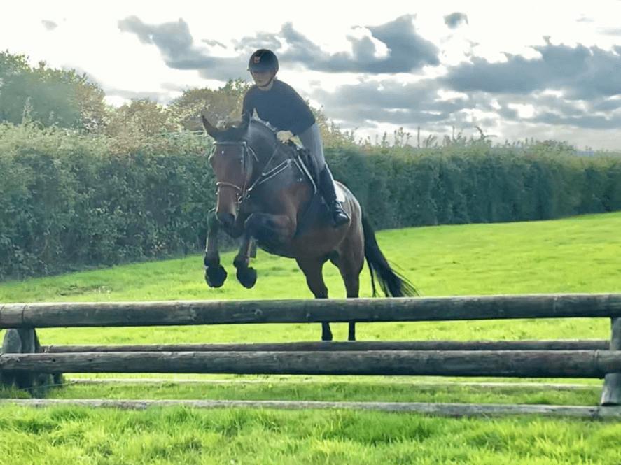 Weekly Sales Circuit: Hunters in the European Countryside - Jumper Nation